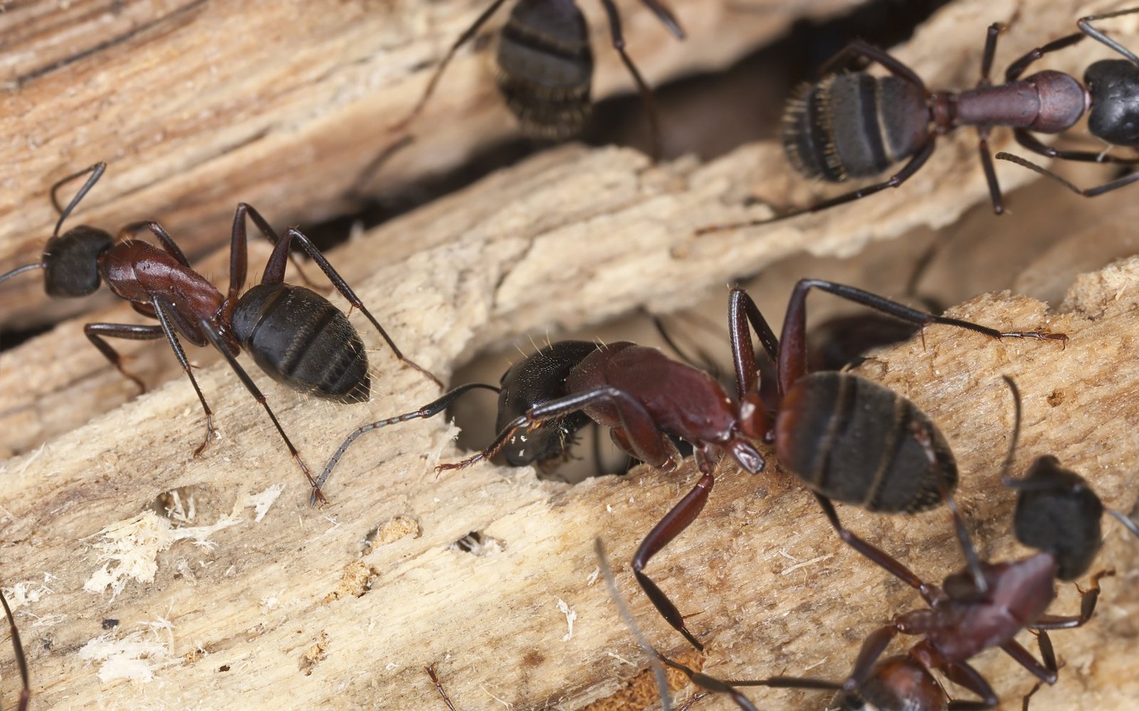 Ant Control Service in Gisborne | 0452 542 081 | Gisborne Pest Control